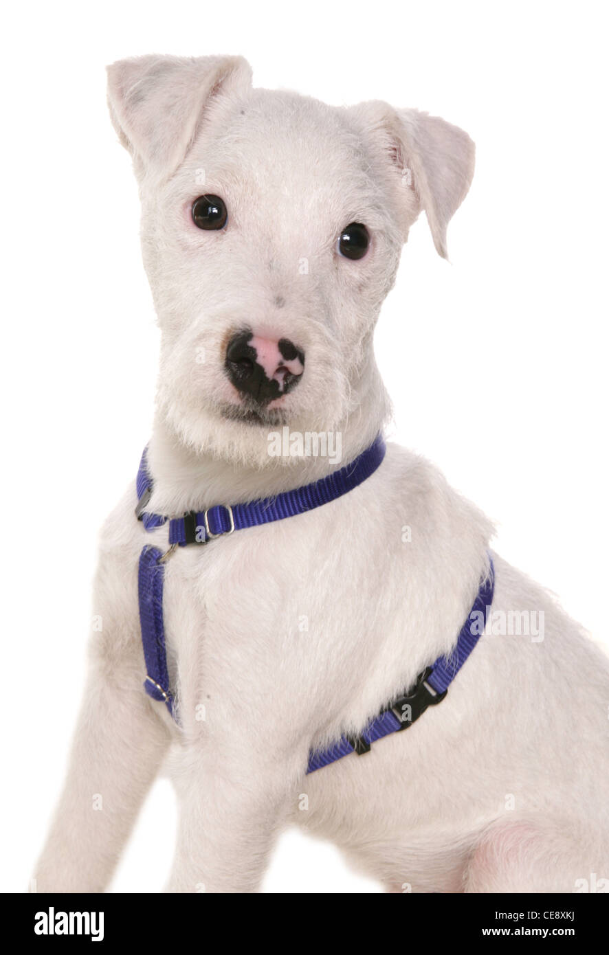 Jack russell Single puppy sitting in a studio UK Stock Photo - Alamy