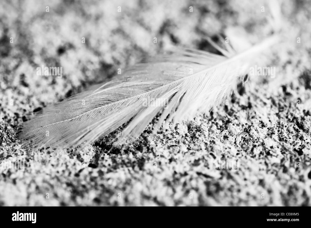 White fluffy bird rough hi-res stock photography and images - Alamy