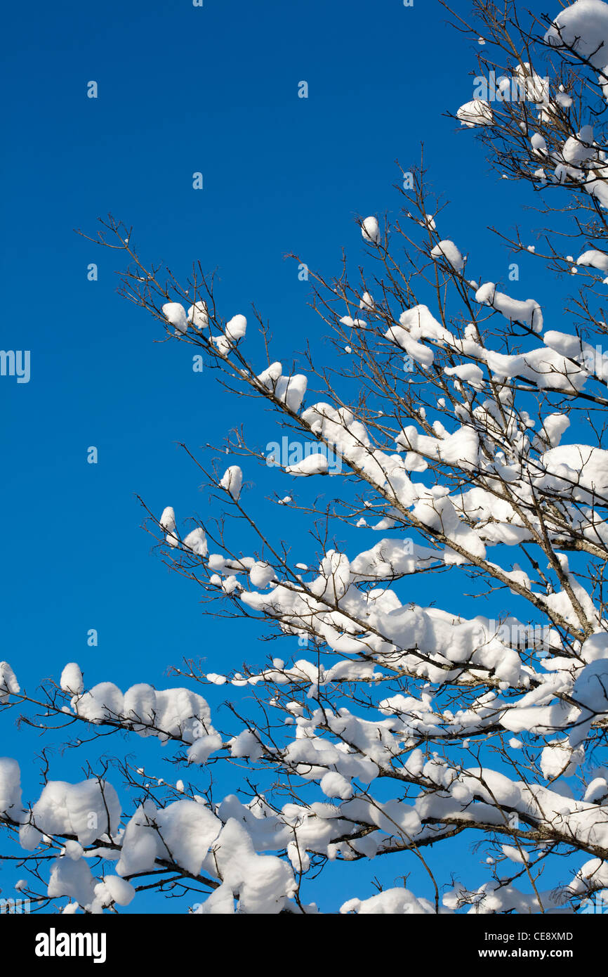 Snowy tree branches against blue sky, Finland Stock Photo - Alamy