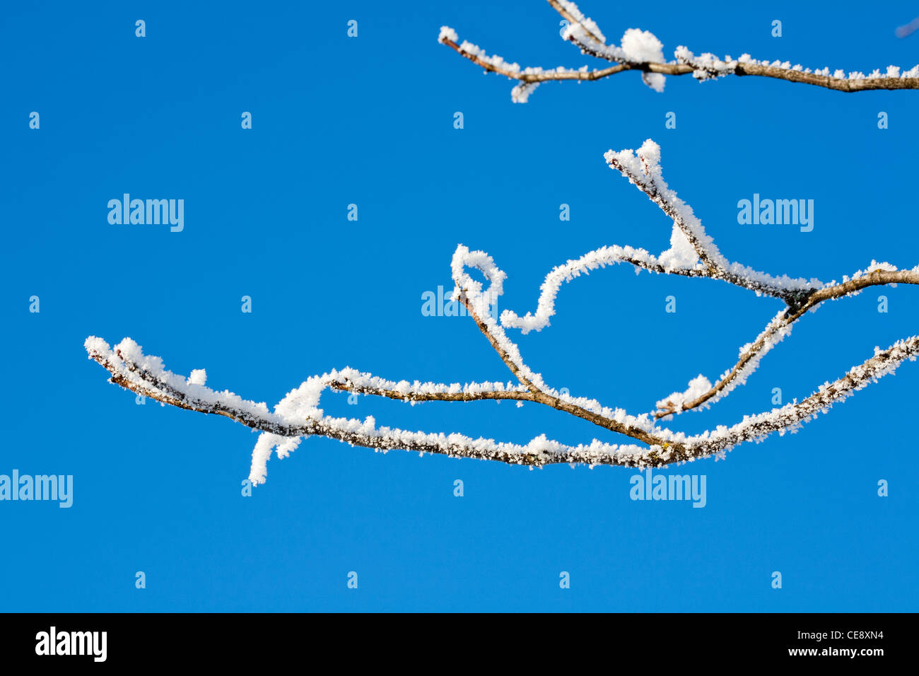 Snowy tree branches against blue sky, Finland Stock Photo - Alamy