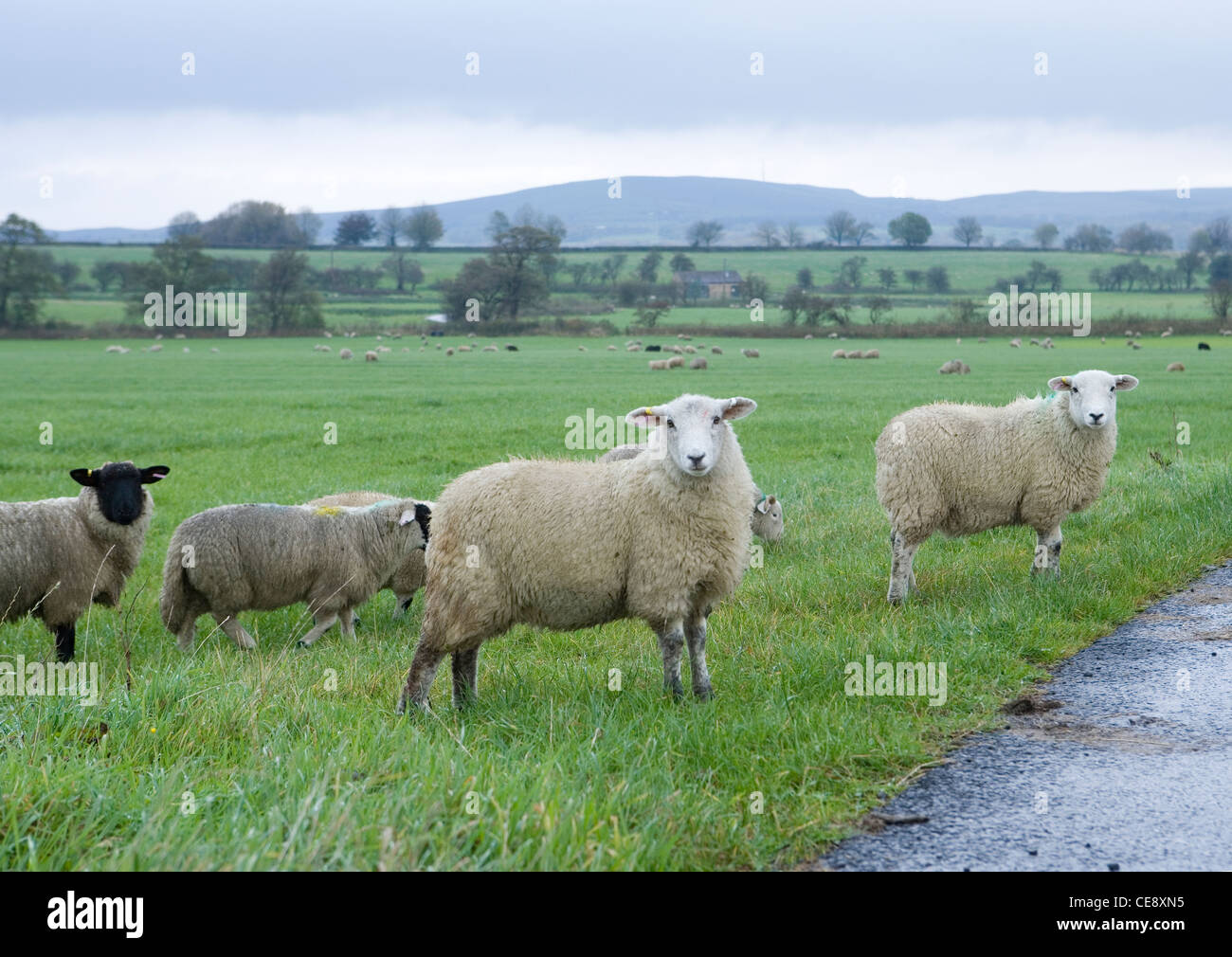 Sheep in the rain hi-res stock photography and images - Alamy