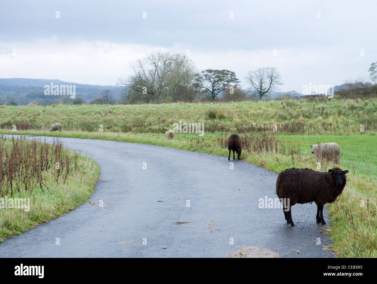 Sheep Group of adults standing in rain Clitheroe, UK Stock Photo - Alamy