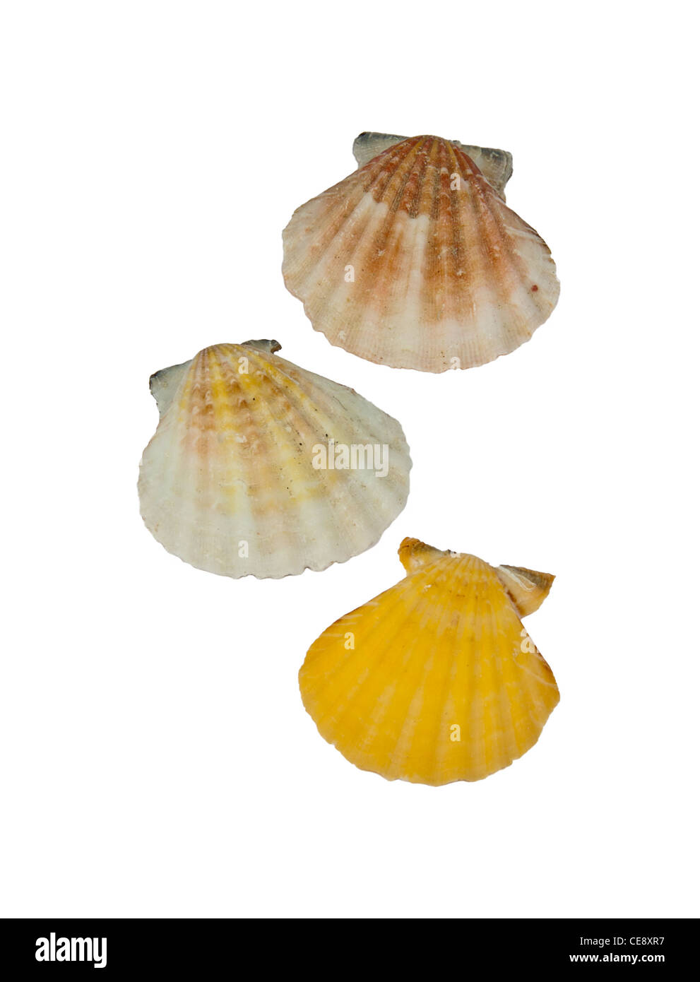 Three shells view from the top Stock Photo - Alamy
