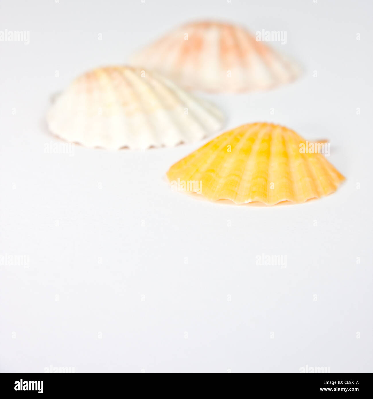 Three shells in the background Stock Photo - Alamy