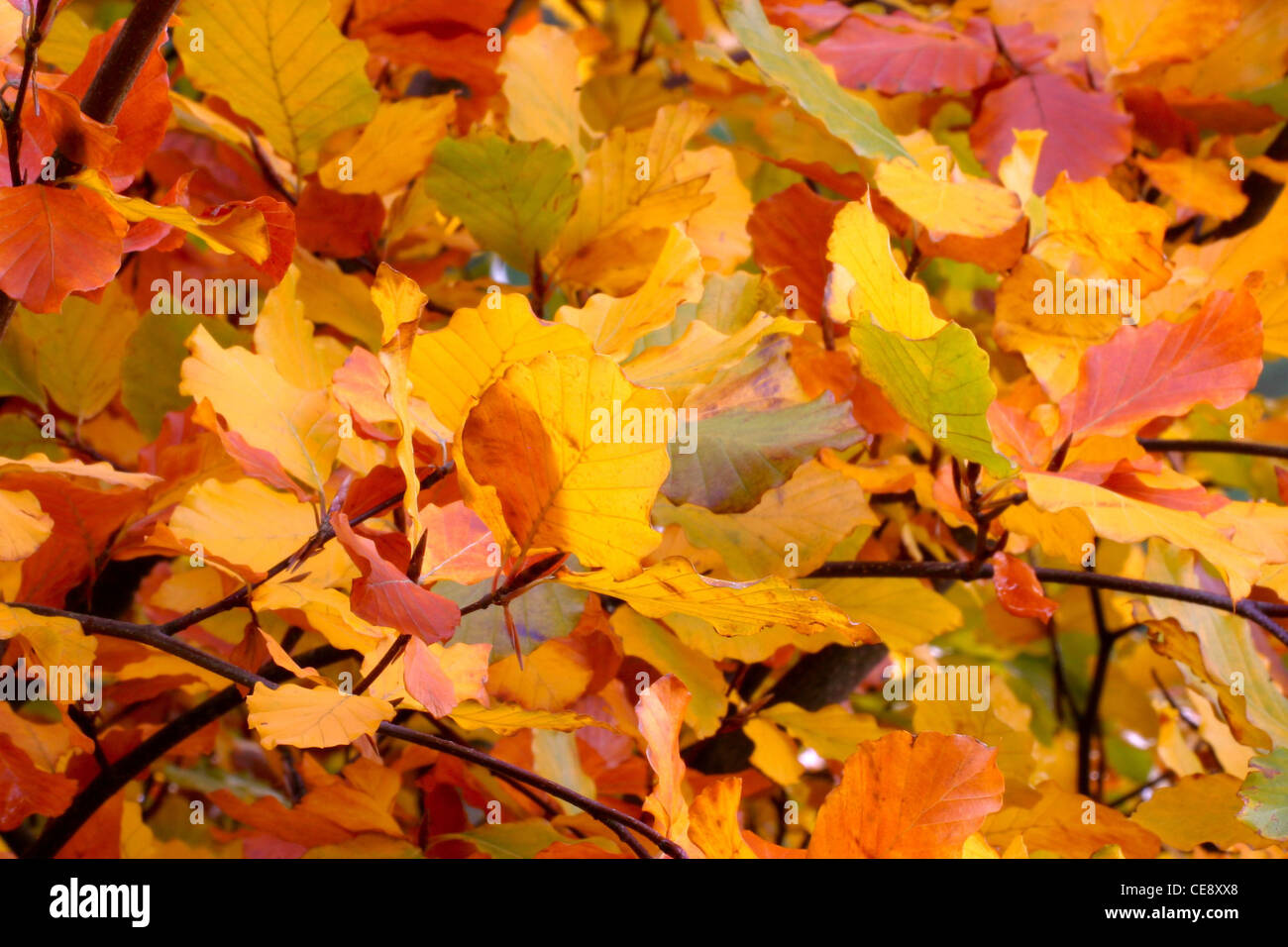 Autumn Leaves Scotland UK Stock Photo - Alamy