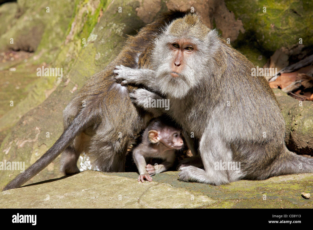 Long-tailed macaque (Macaca fascicularis) family, Bali, Indonesia Stock ...