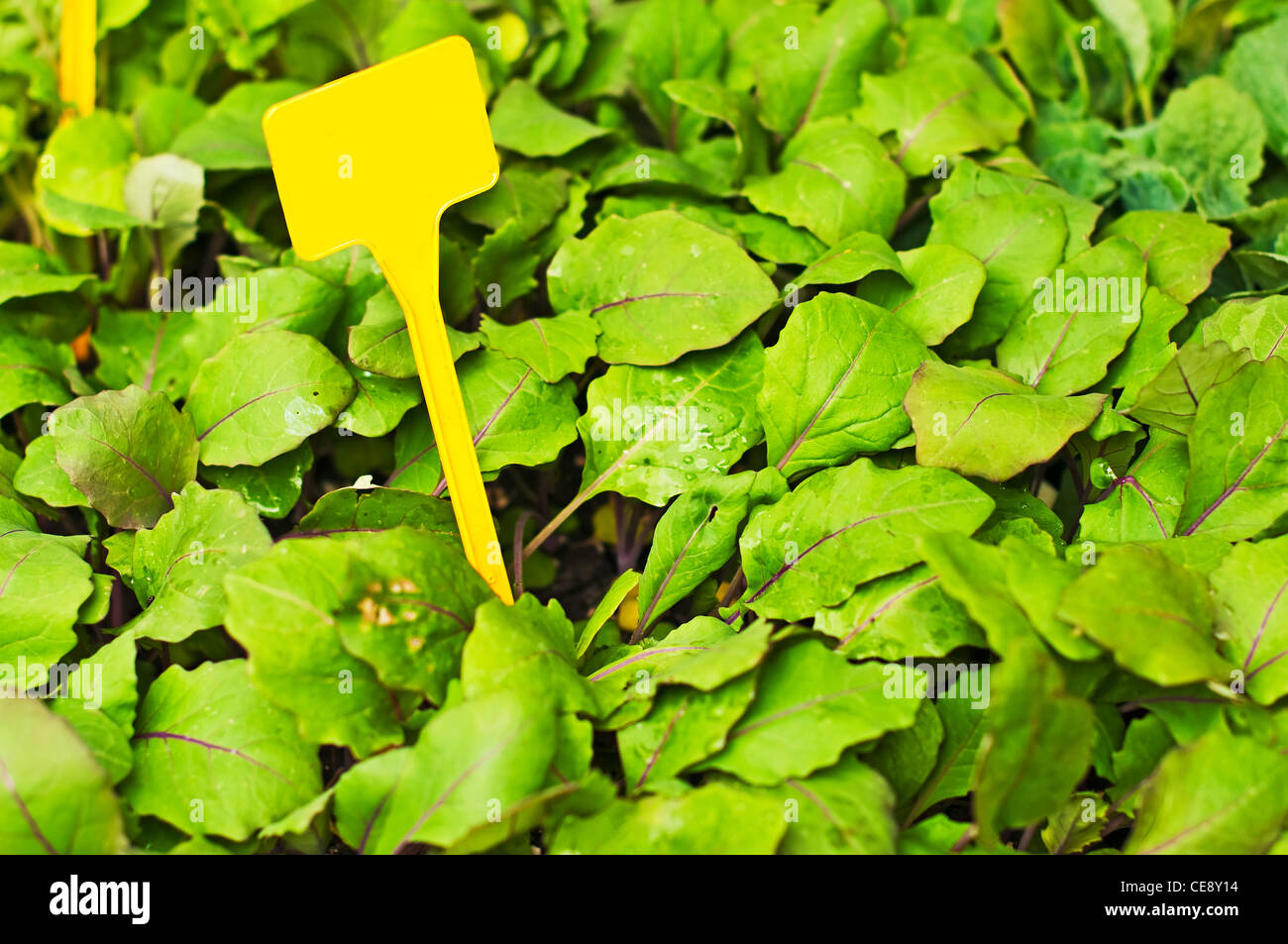 Cabbage stem hi-res stock photography and images - Alamy