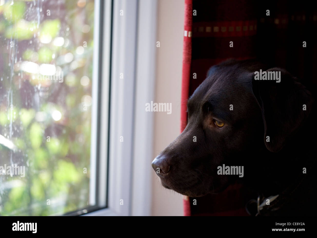 Labrador retriever Single adult looking out of a window UK Stock Photo ...