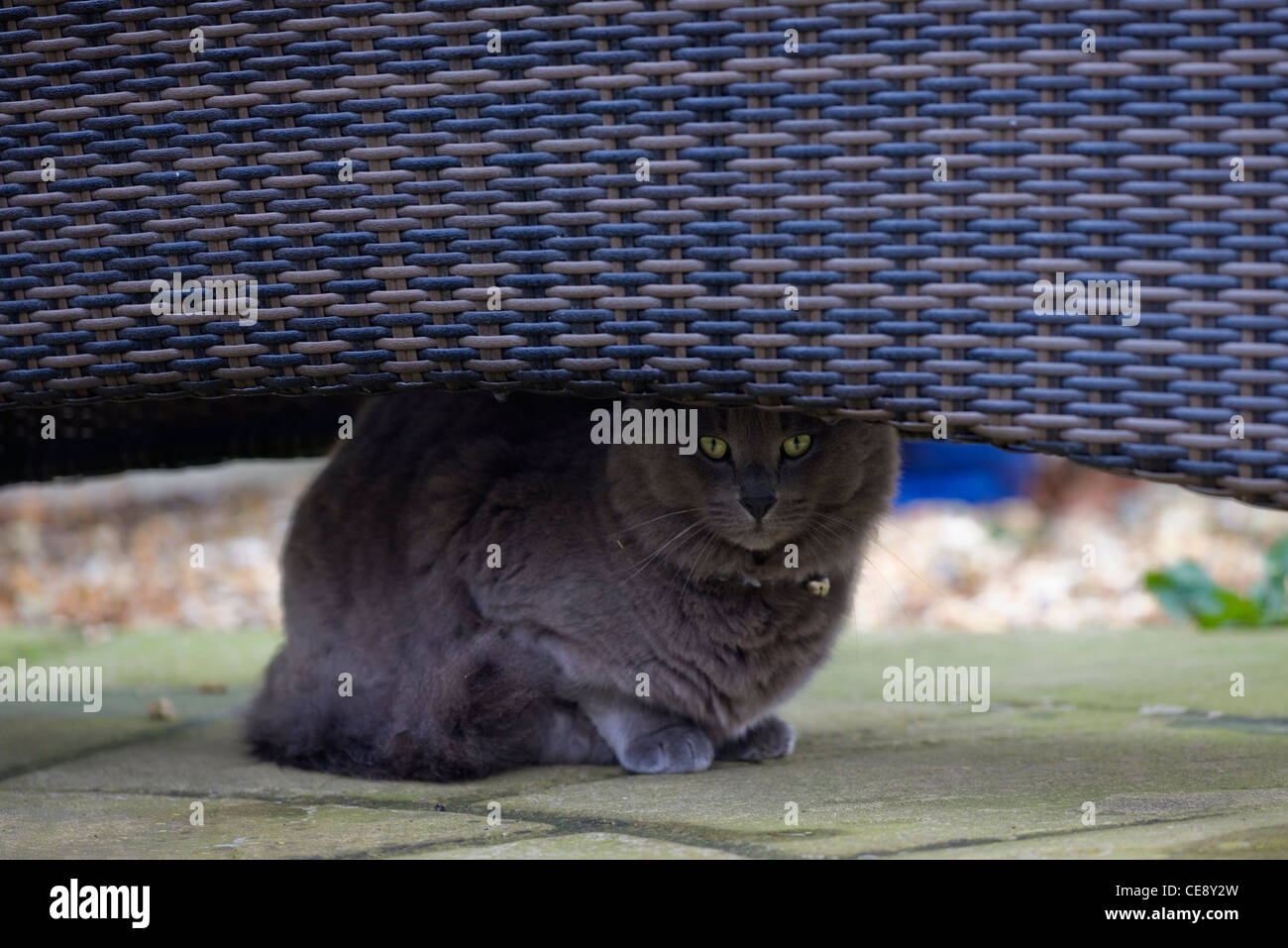 Cat under chair hi-res stock photography and images - Alamy