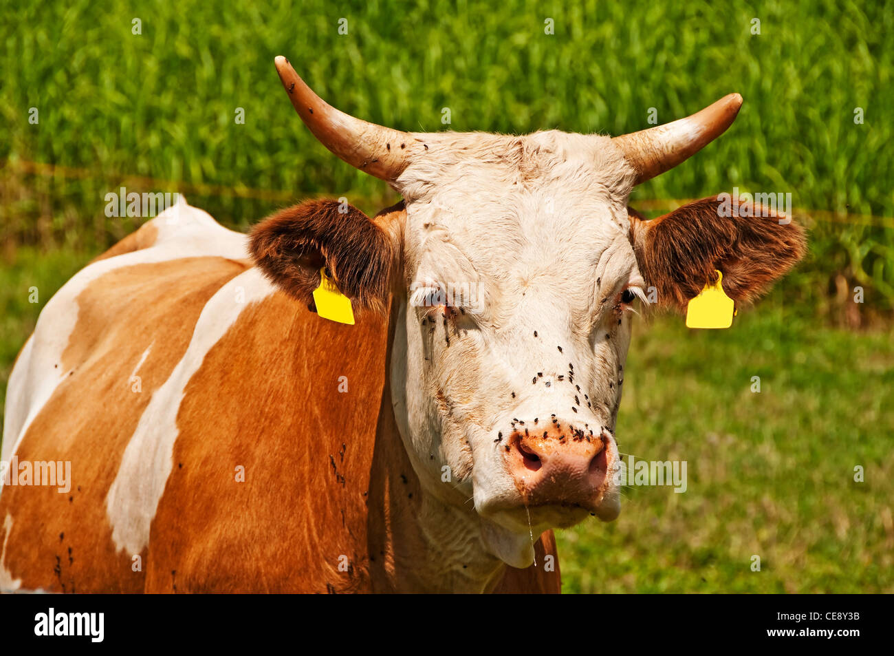 closeup of a cow Stock Photo - Alamy