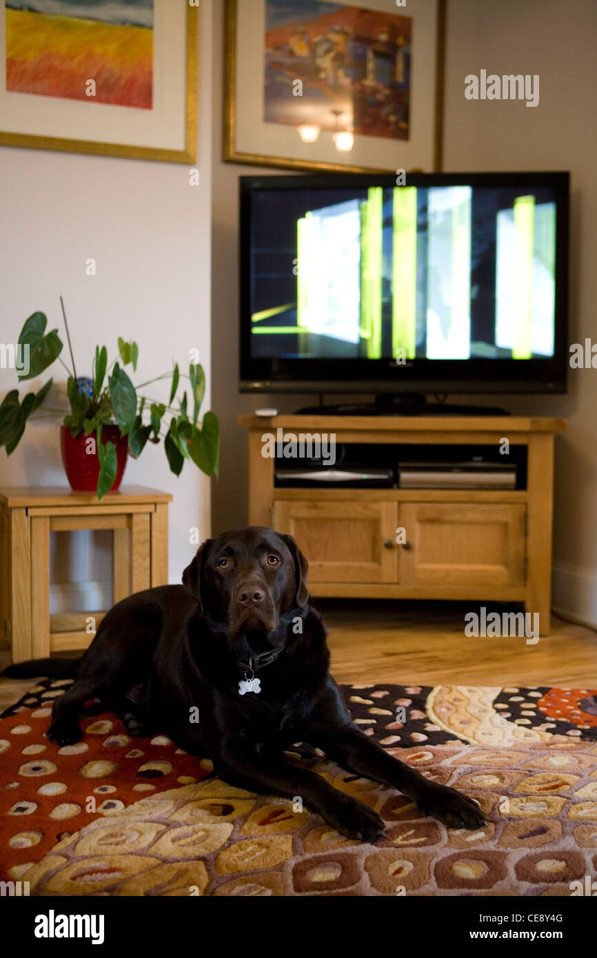 Labrador inside a house hi-res stock photography and images - Alamy