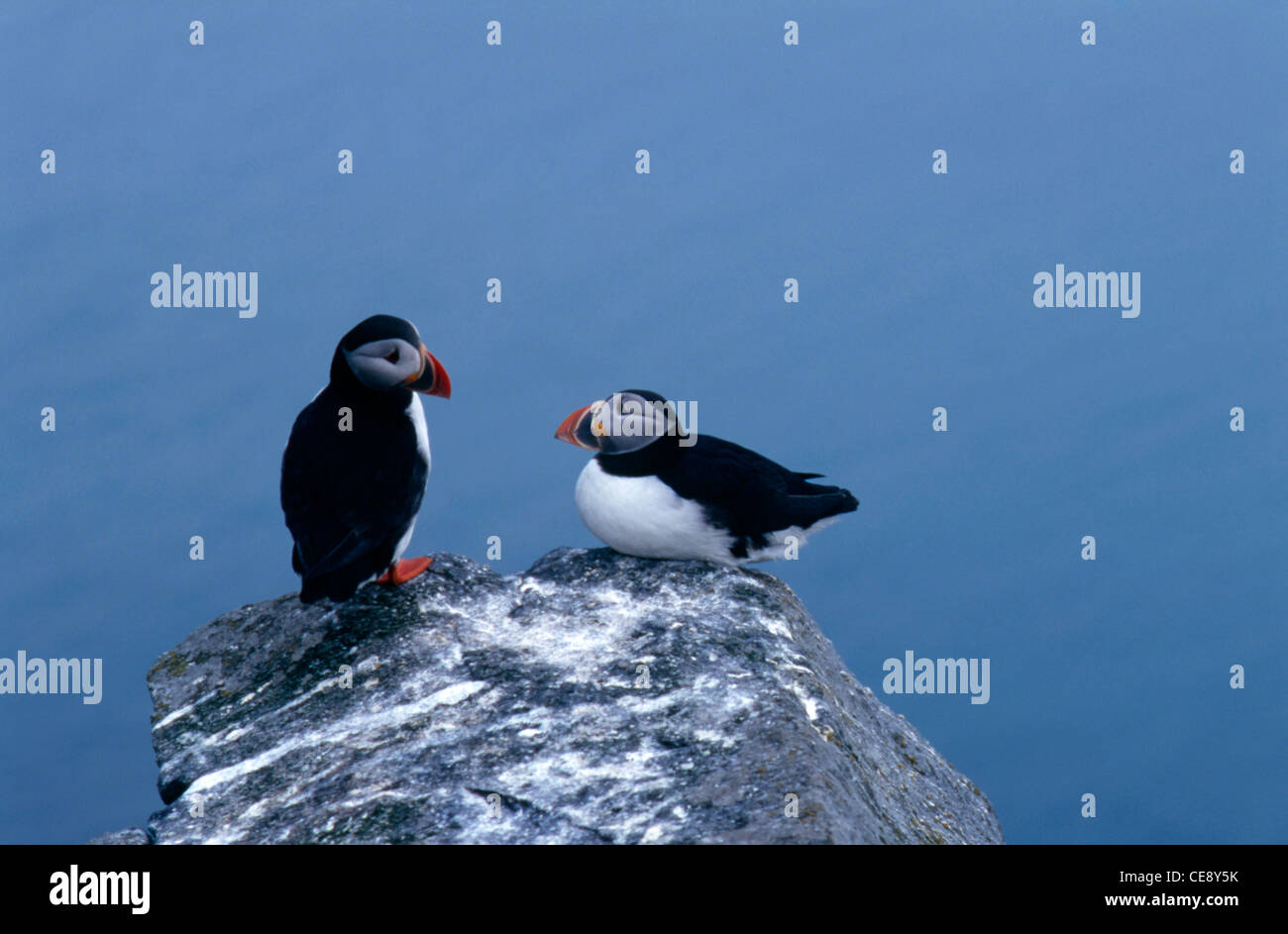 Parrots birds hi-res stock photography and images - Alamy