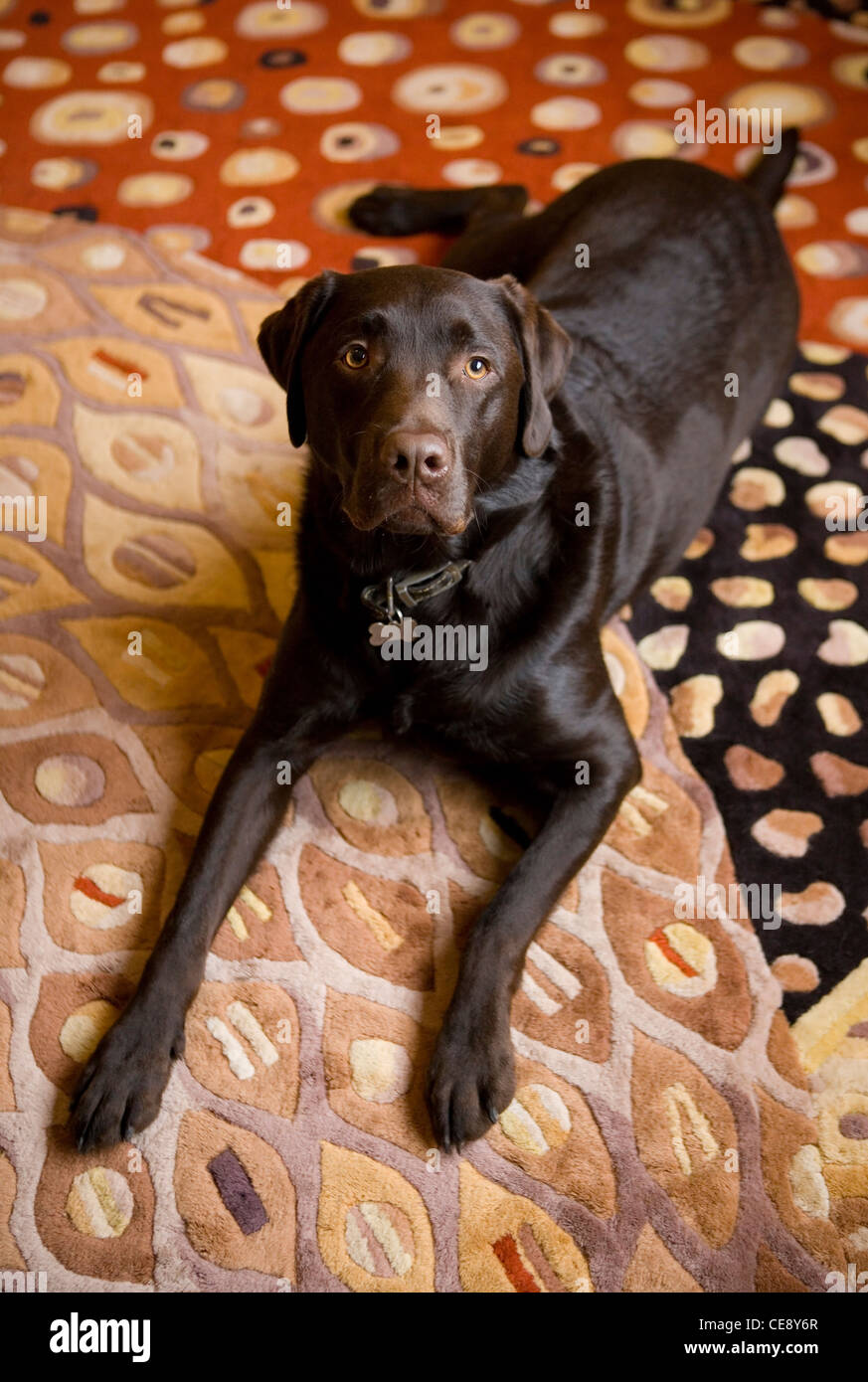 Labrador retriever Single adult laying on a rug UK Stock Photo - Alamy