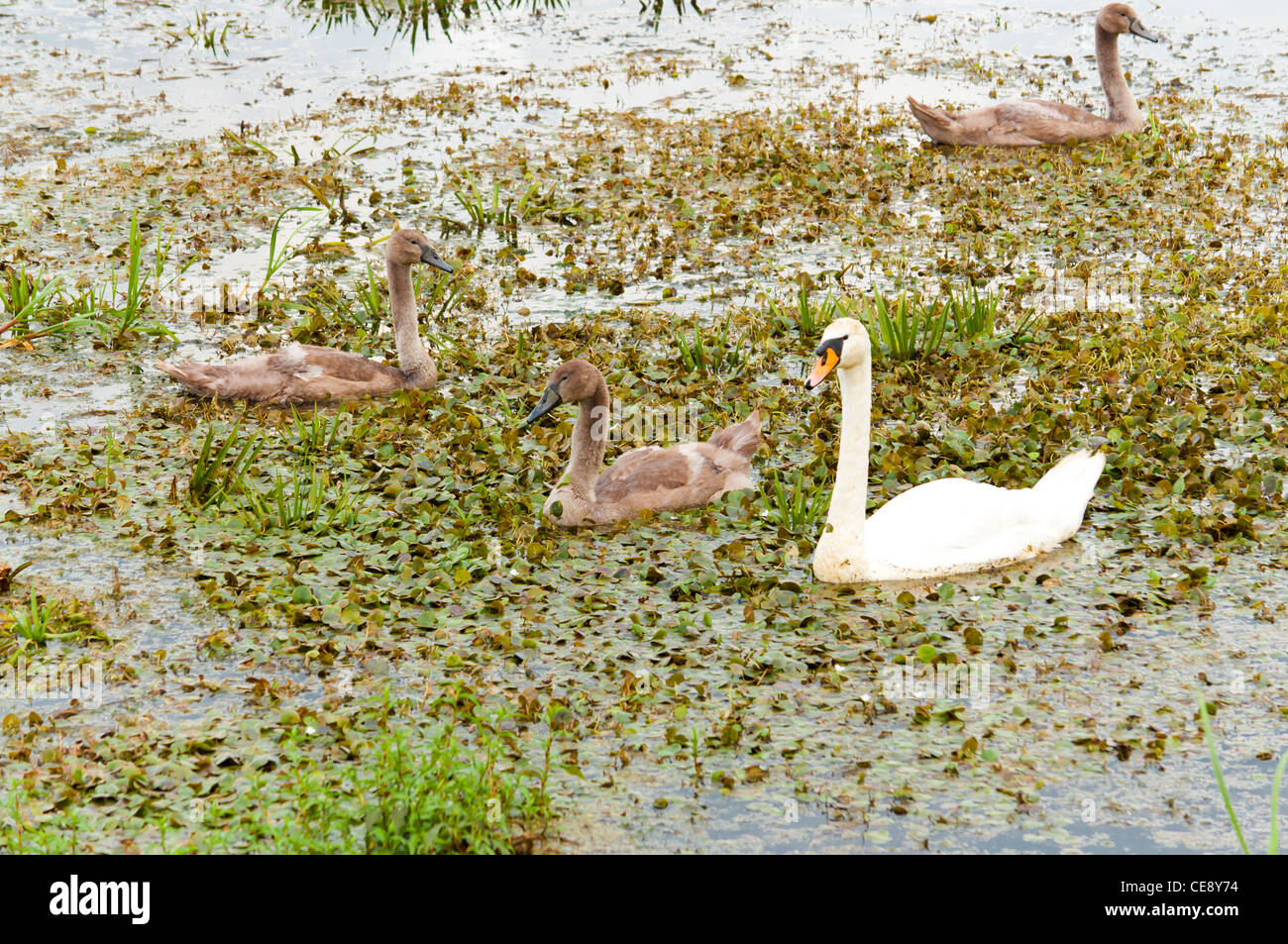 group of swans swimming by the river Stock Photo - Alamy