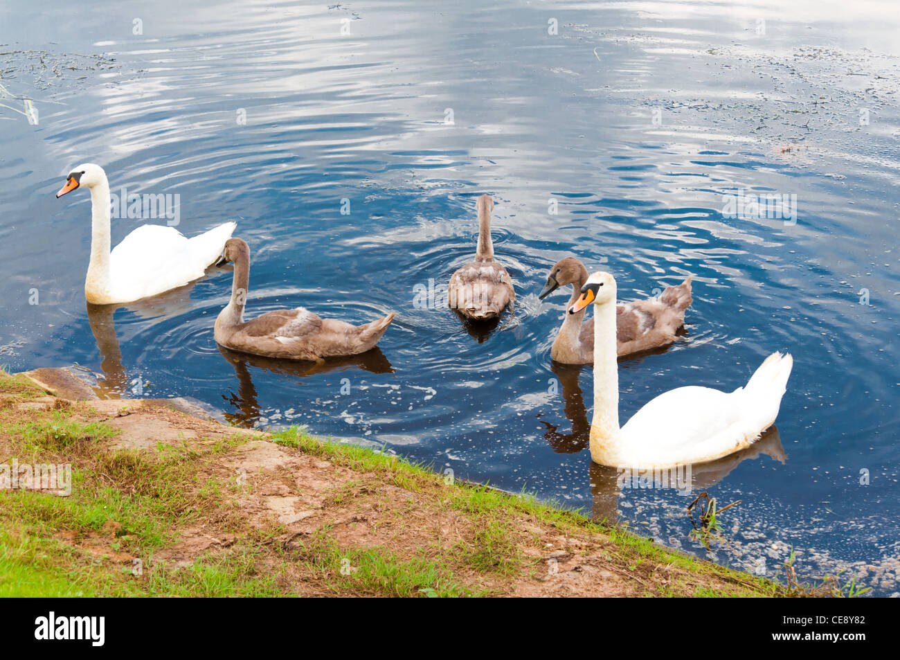 group of swans swimming by the river Stock Photo - Alamy