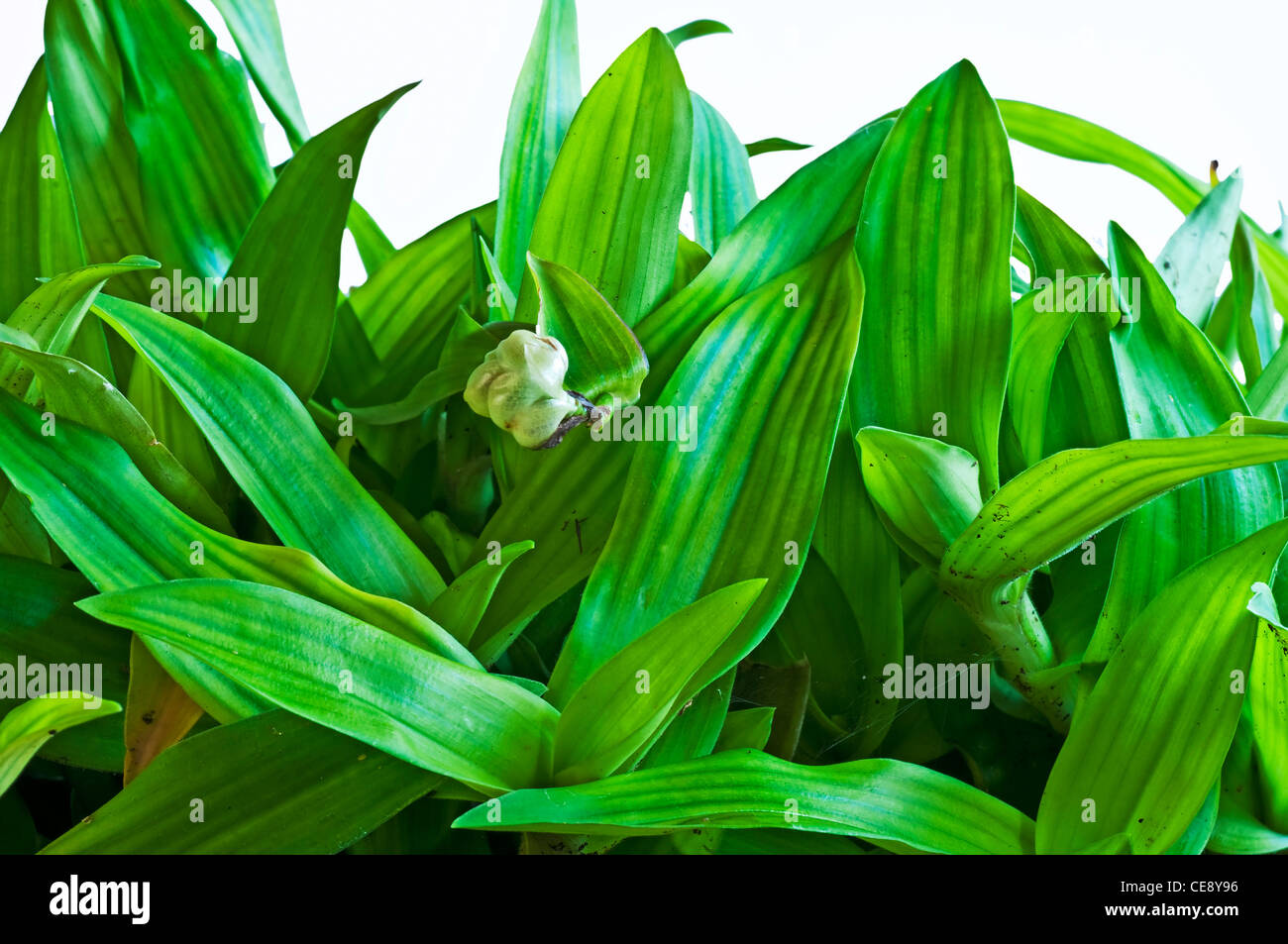 Anti cancer hi-res stock photography and images - Alamy