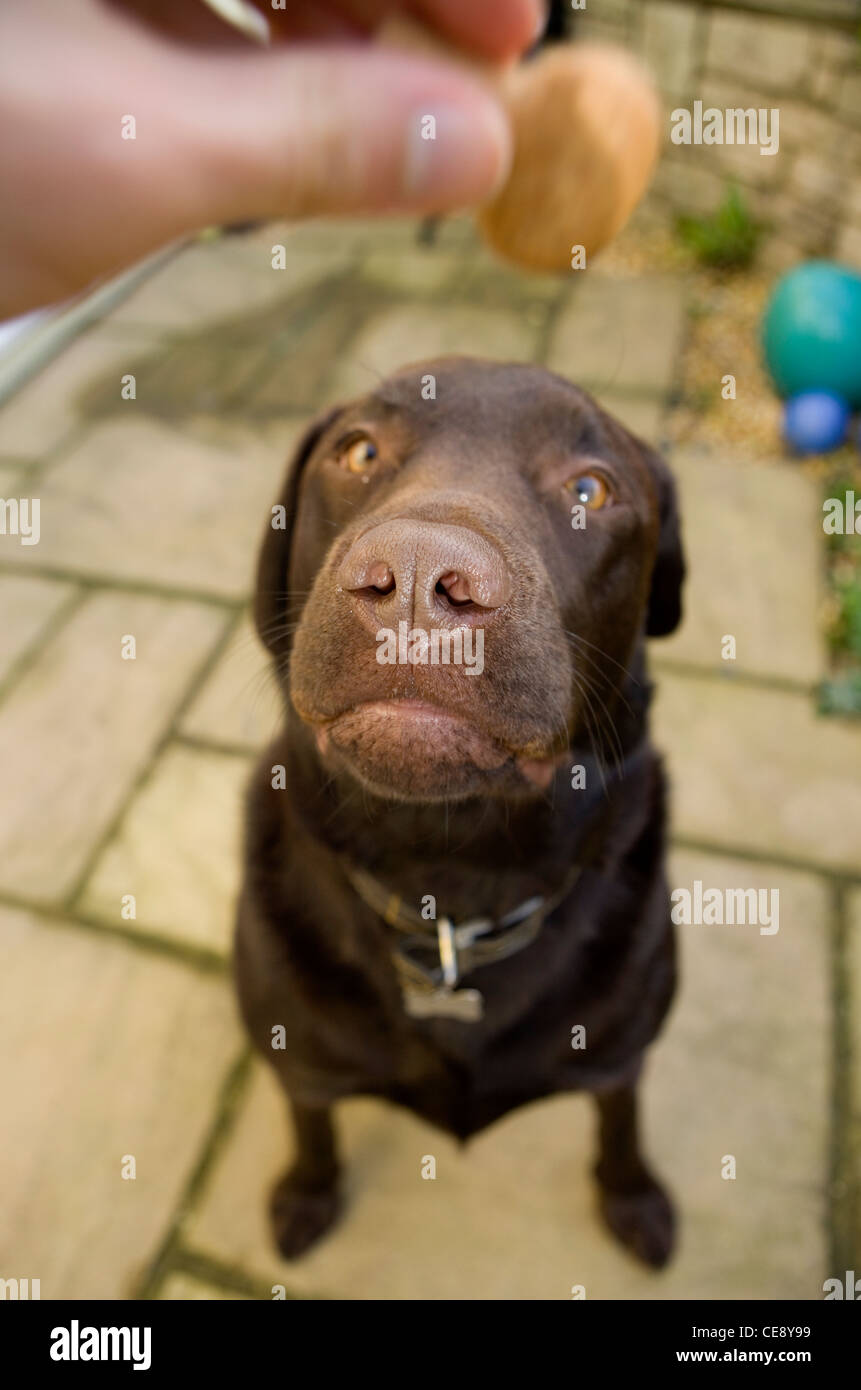 Adult labrador retriever hi-res stock photography and images - Alamy