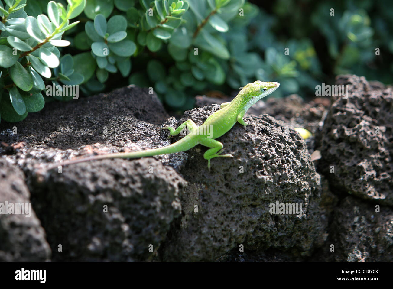 A Green Lizard, Anolis anole carolinensis porcatus lizard , sitting on ...