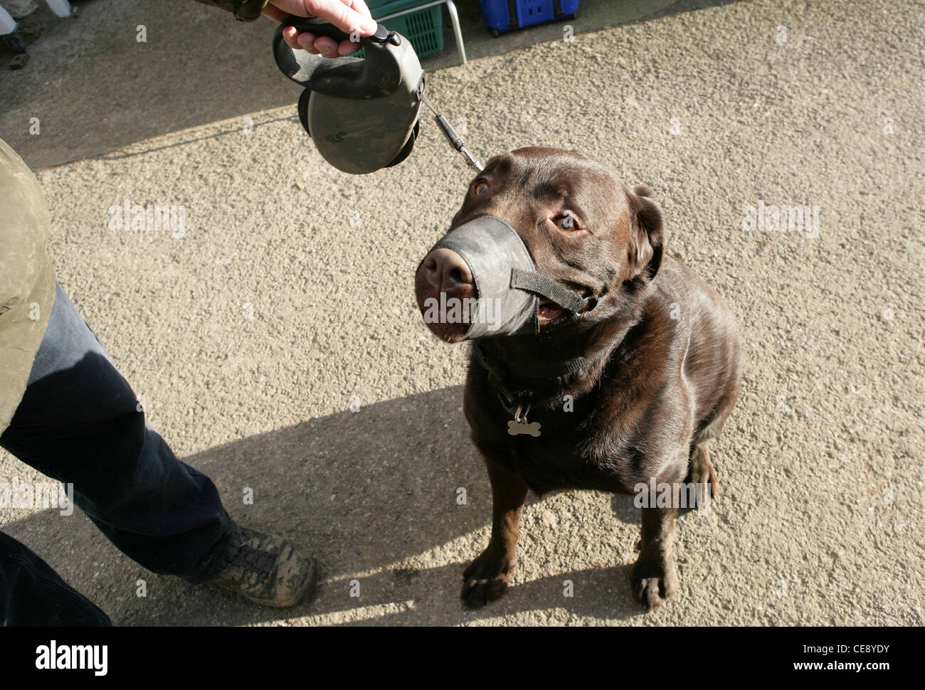 Labrador retriever Single adult with muzzle on Uk Stock Photo - Alamy