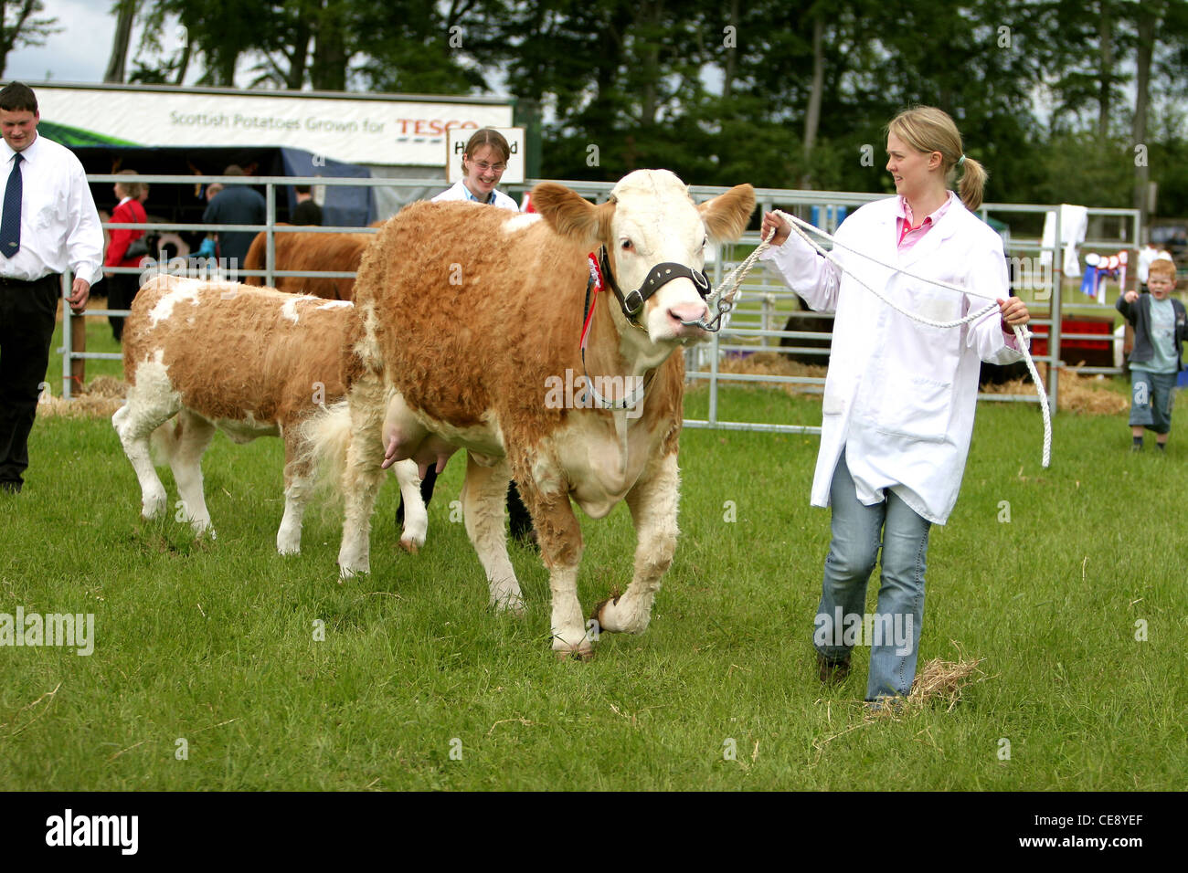 Young woman displaying winning cow in show ring. Angus Farming County ...