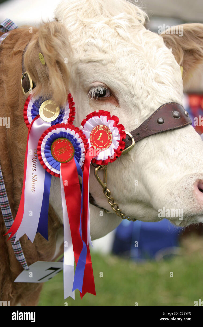 Winning competition entry Cow. Farming show Angus Scotland UK Stock ...
