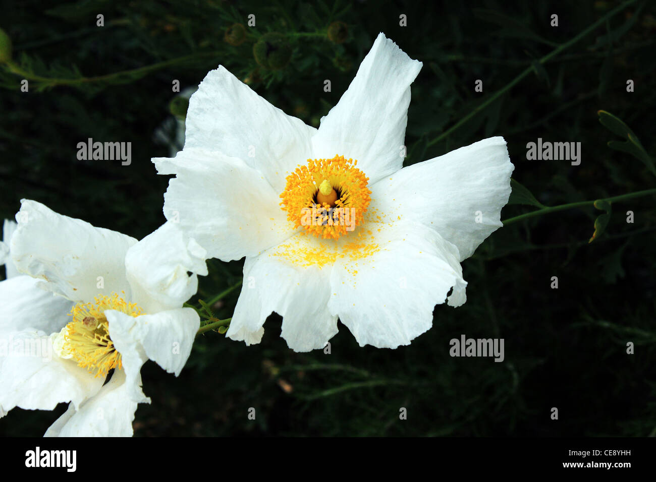 Two blossoms of white poppy Stock Photo - Alamy
