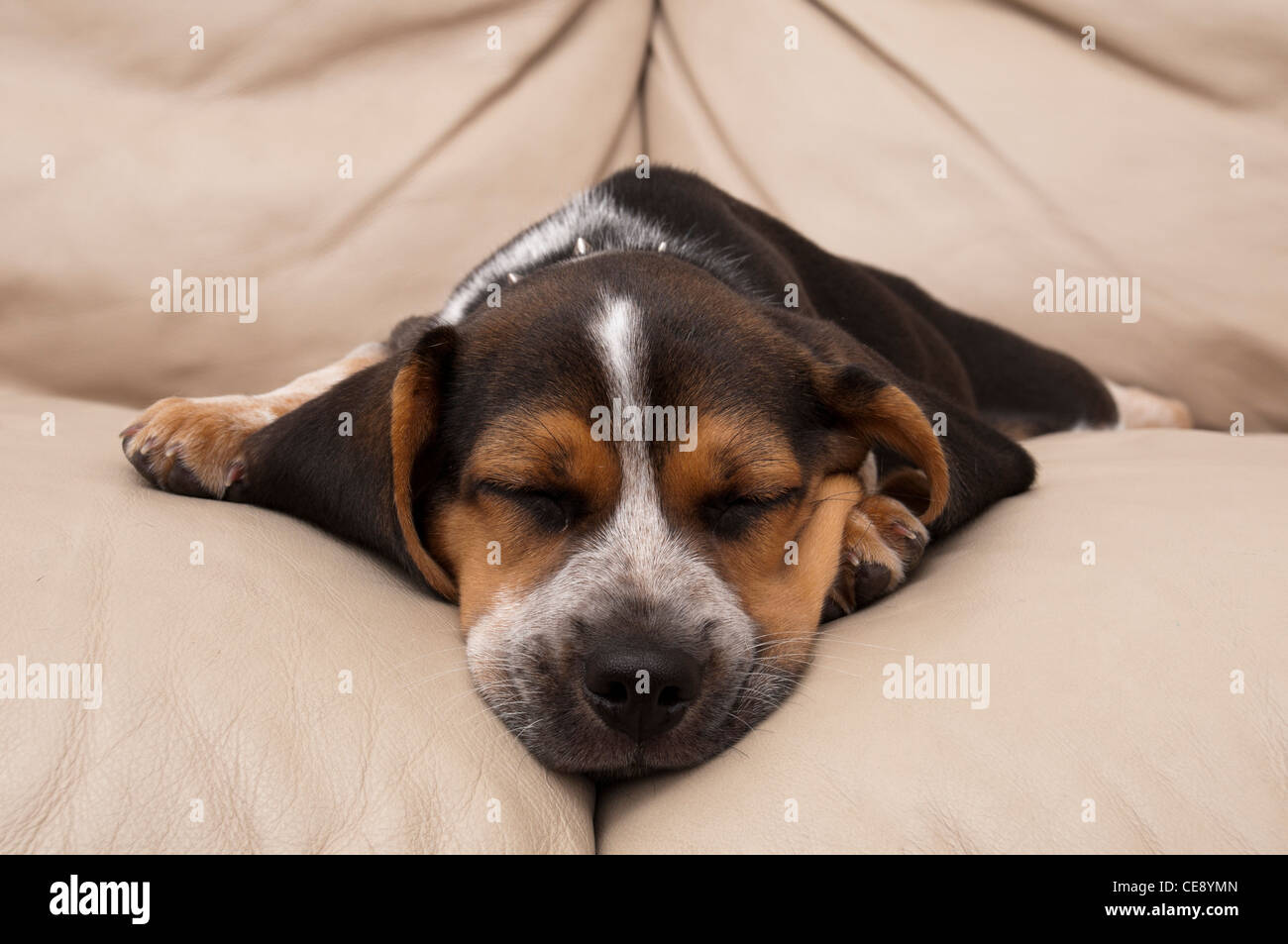 Beagle Resting on Couch Stock Photo - Alamy