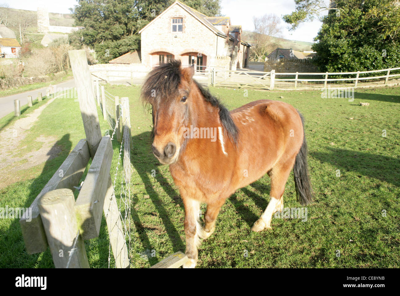 Walking the pony hi-res stock photography and images - Alamy