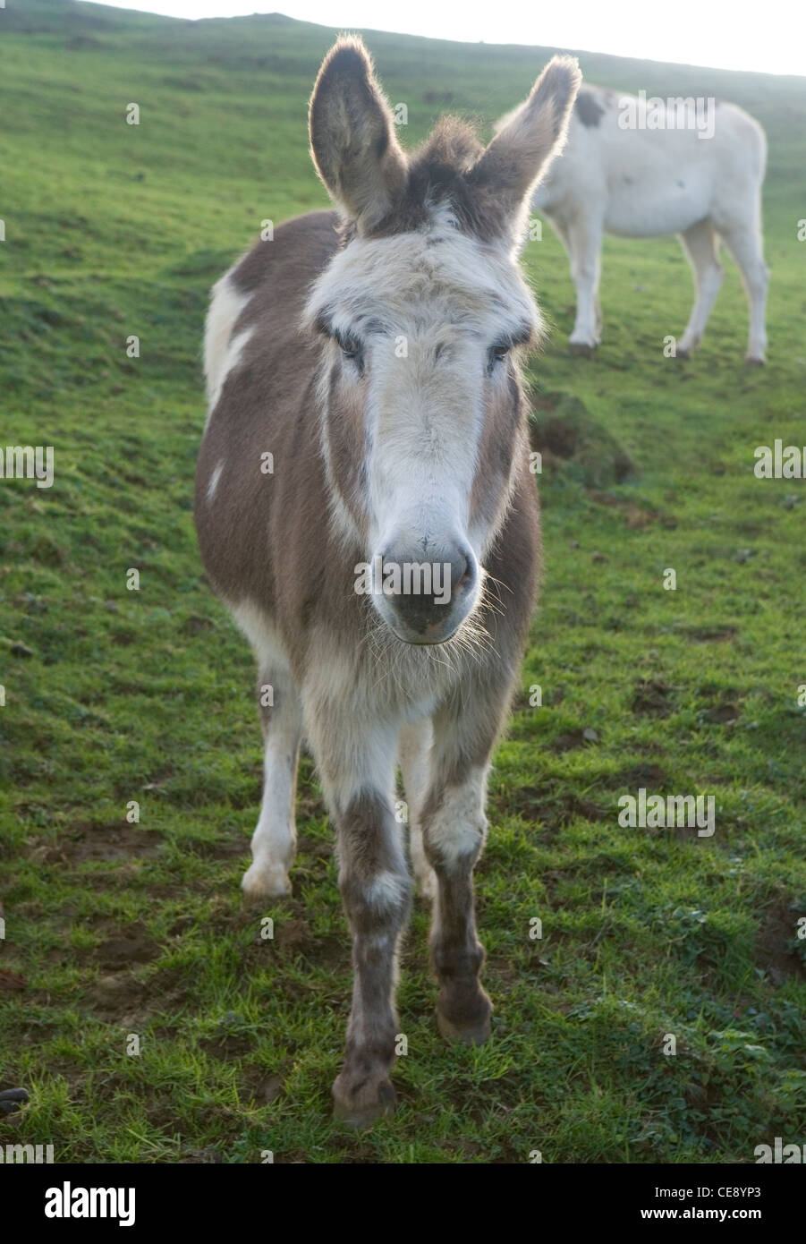 Adult donkey hi-res stock photography and images - Alamy