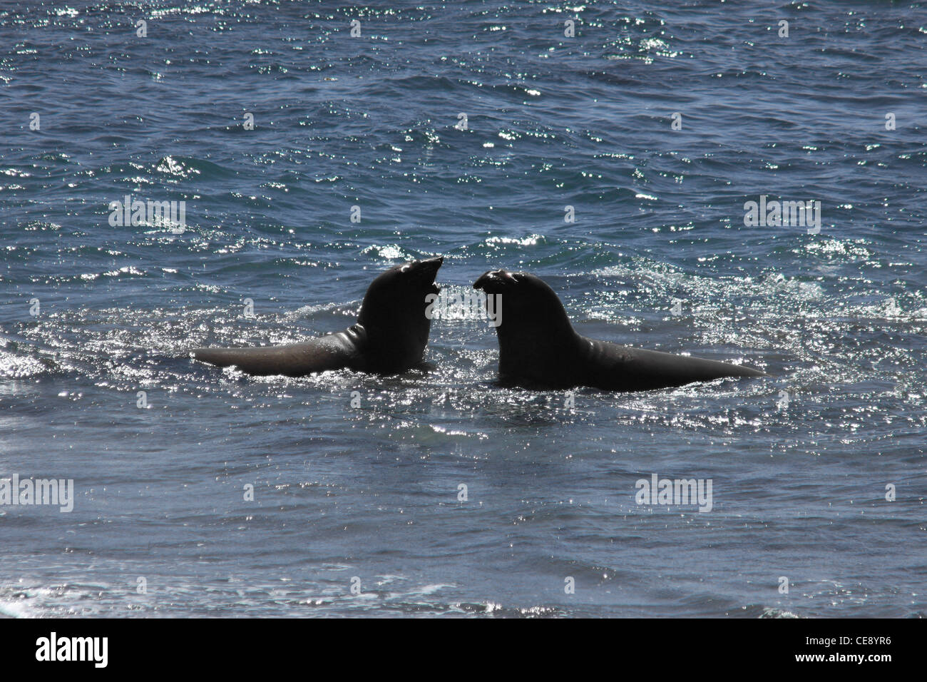 Two sea elephants fighting a battle Stock Photo - Alamy