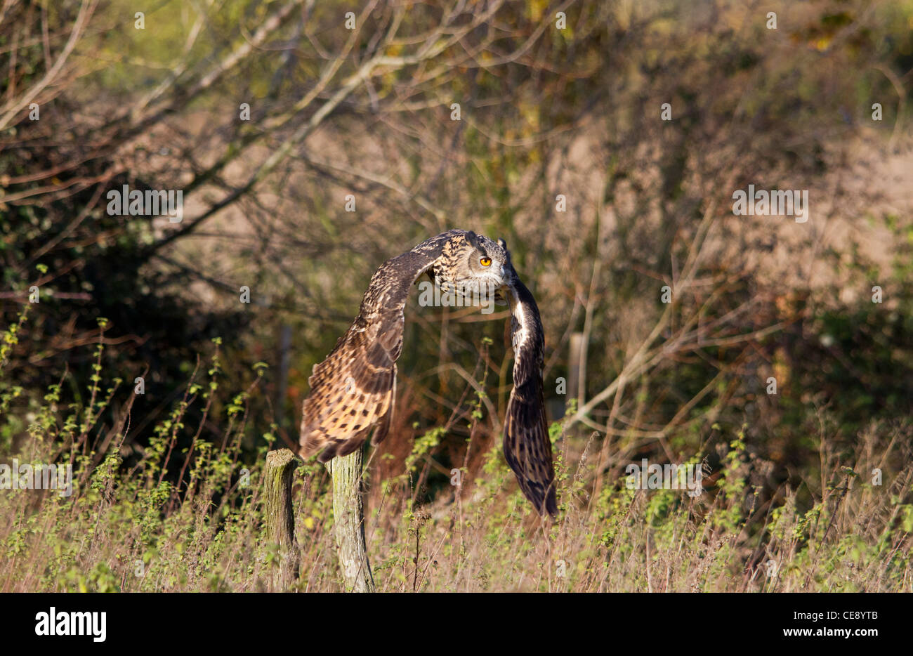 Eurasian eagle owl (bubo bubo) in flight with wings down Stock Photo ...