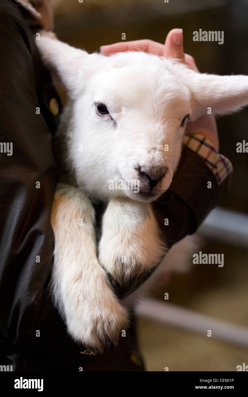 Sheep Single lamb being carried UK Stock Photo - Alamy