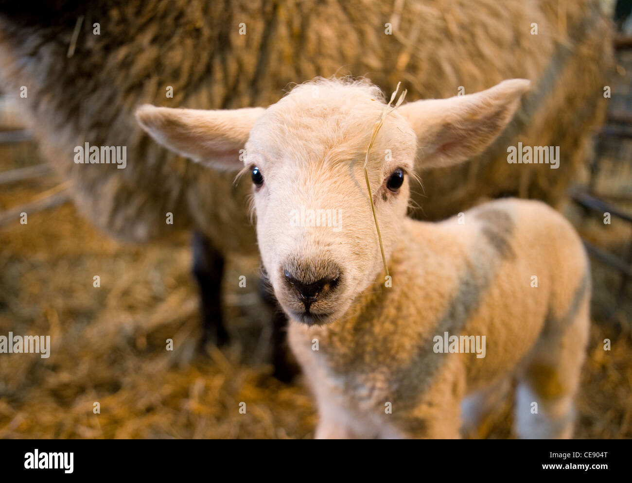 Sheep Single lamb portrait UK Stock Photo - Alamy