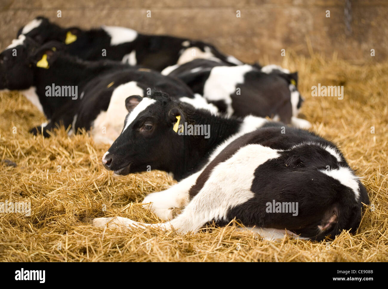 Cow Laying Down High Resolution Stock Photography and Images - Alamy