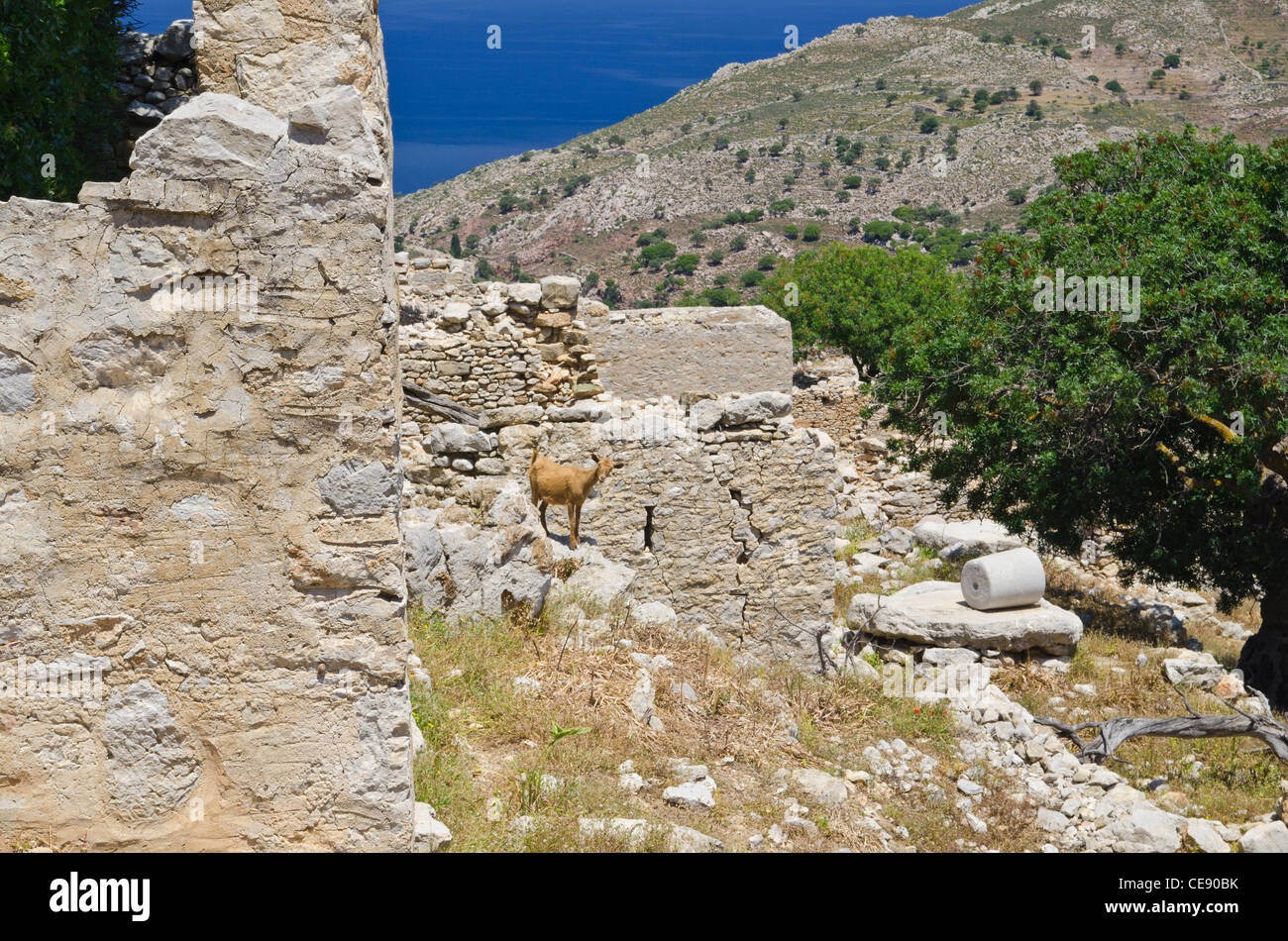 A goat stands on ruins around the abandoned hill town of Mikro Chorio ...