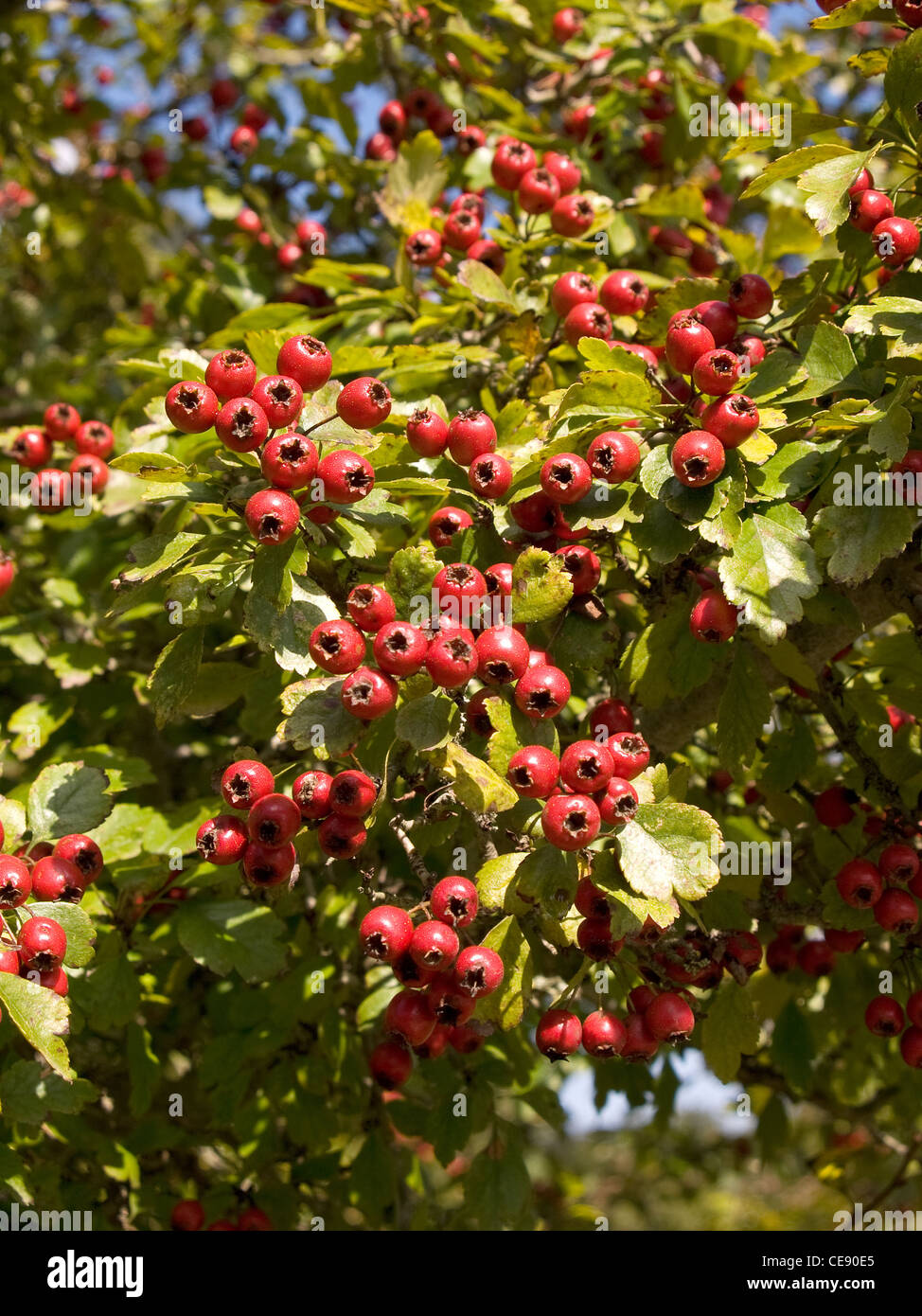 Hawthorn tree mayflower, Crataegus laevigata Stock Photo - Alamy