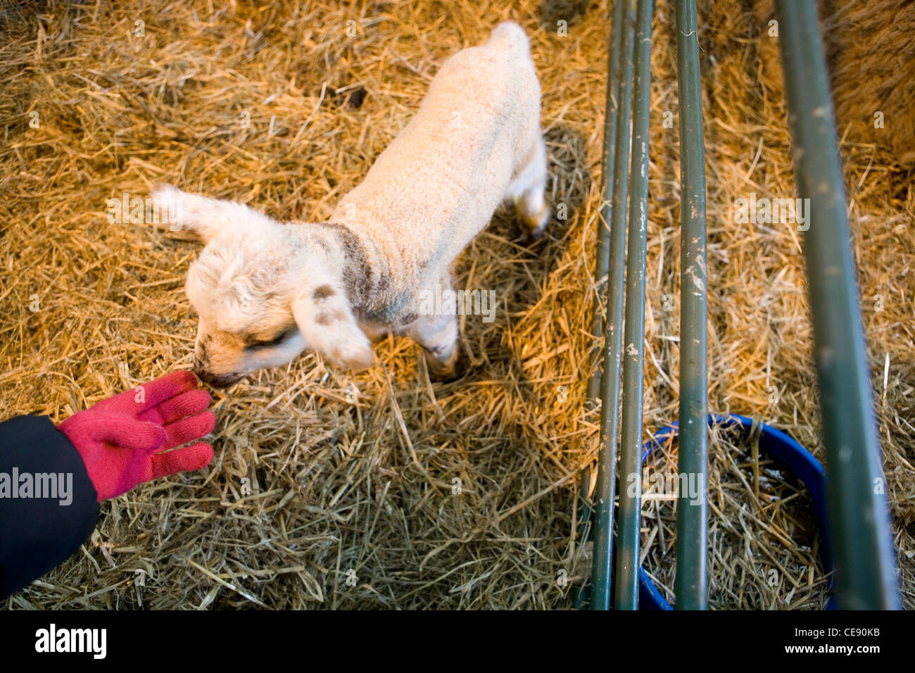 Sheep Single lamb with young childs hand UK Stock Photo - Alamy