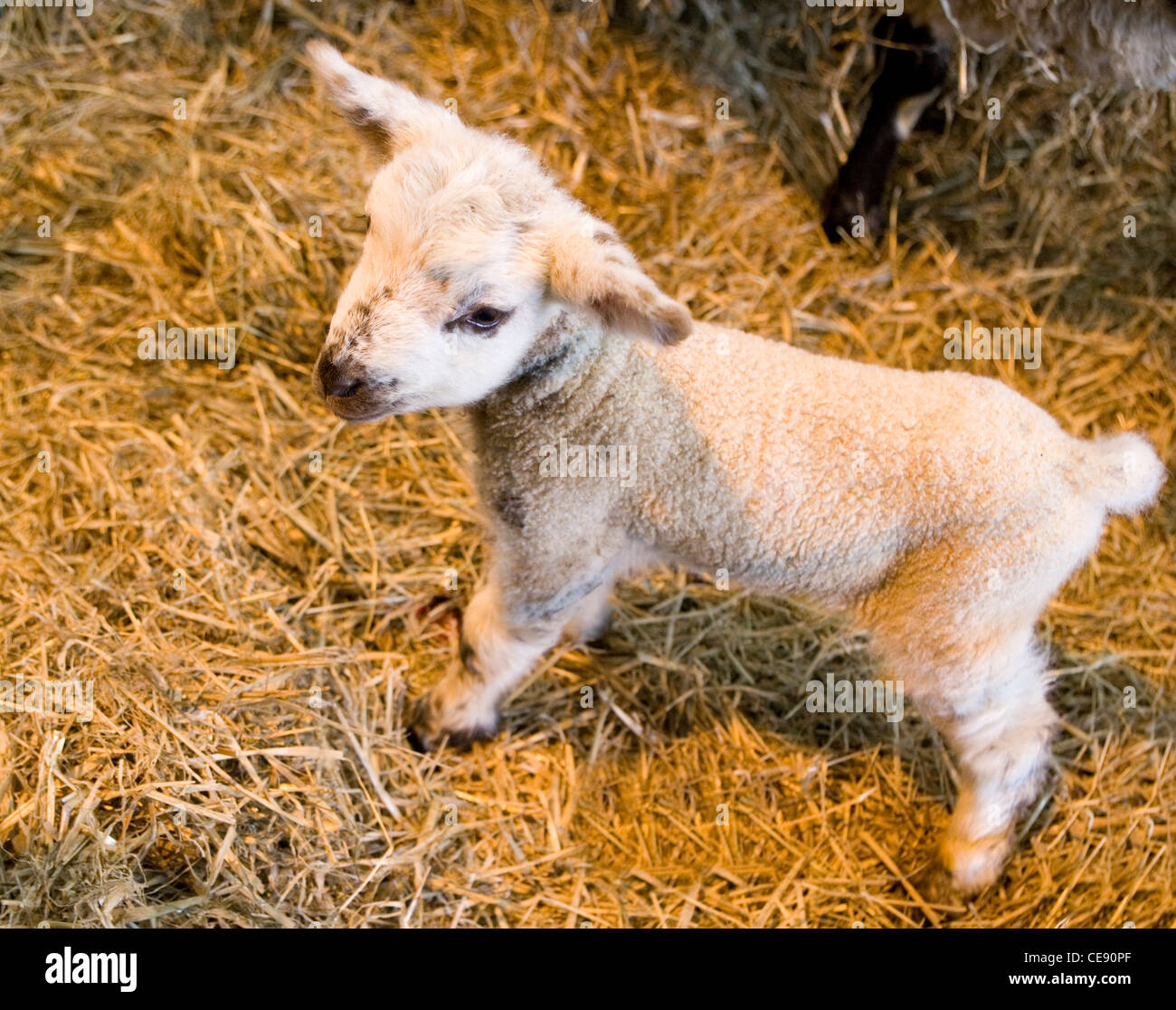 Sheep Single lamb standing on straw UK Stock Photo - Alamy