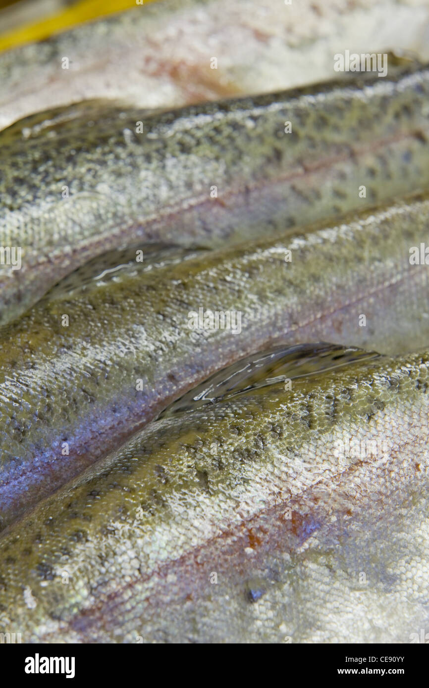 Fresh fish display local fishmonger hi-res stock photography and images ...