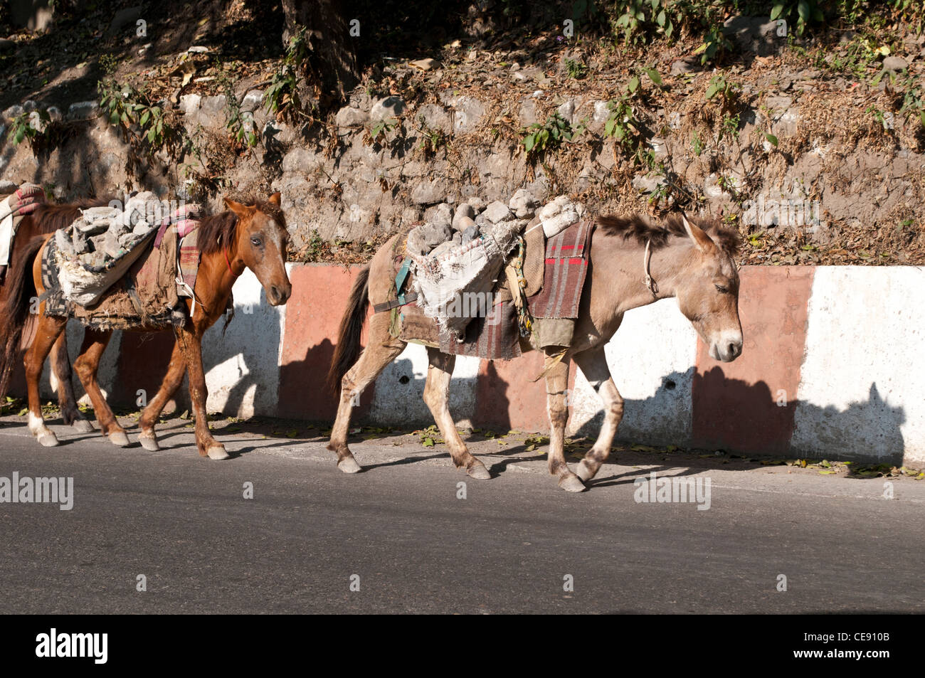 Poor horses carry stones from the riverbed of the Ganges for building ...