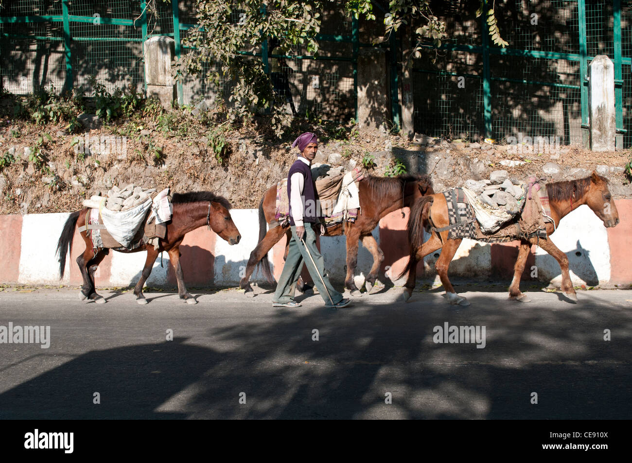 Man leading poor horses who carry stones from the riverbed of the ...