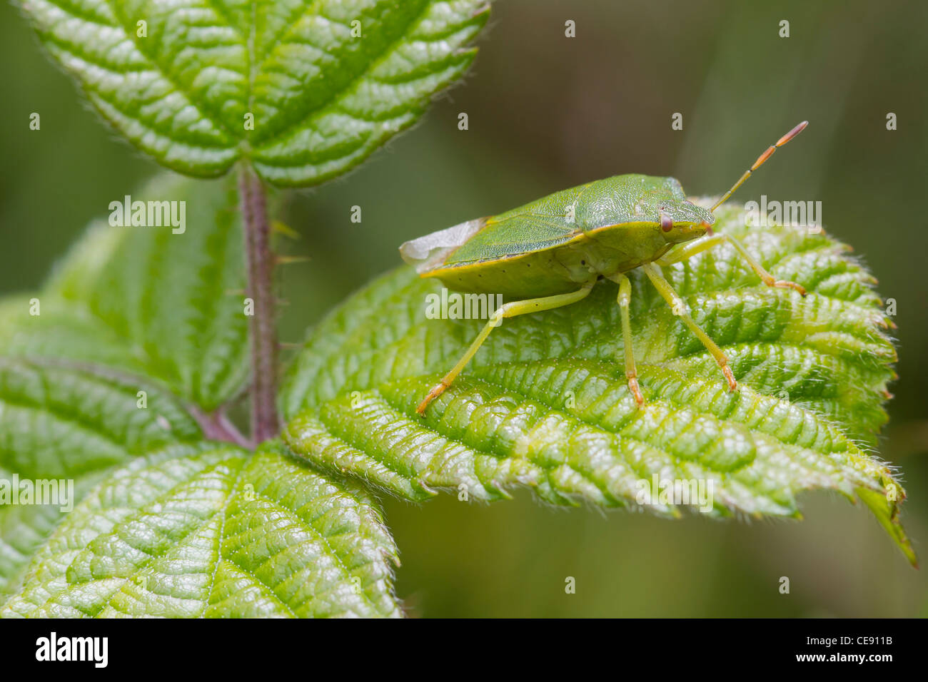 Green Shield bug (Palomena prasina) perched on a leaf Stock Photo - Alamy