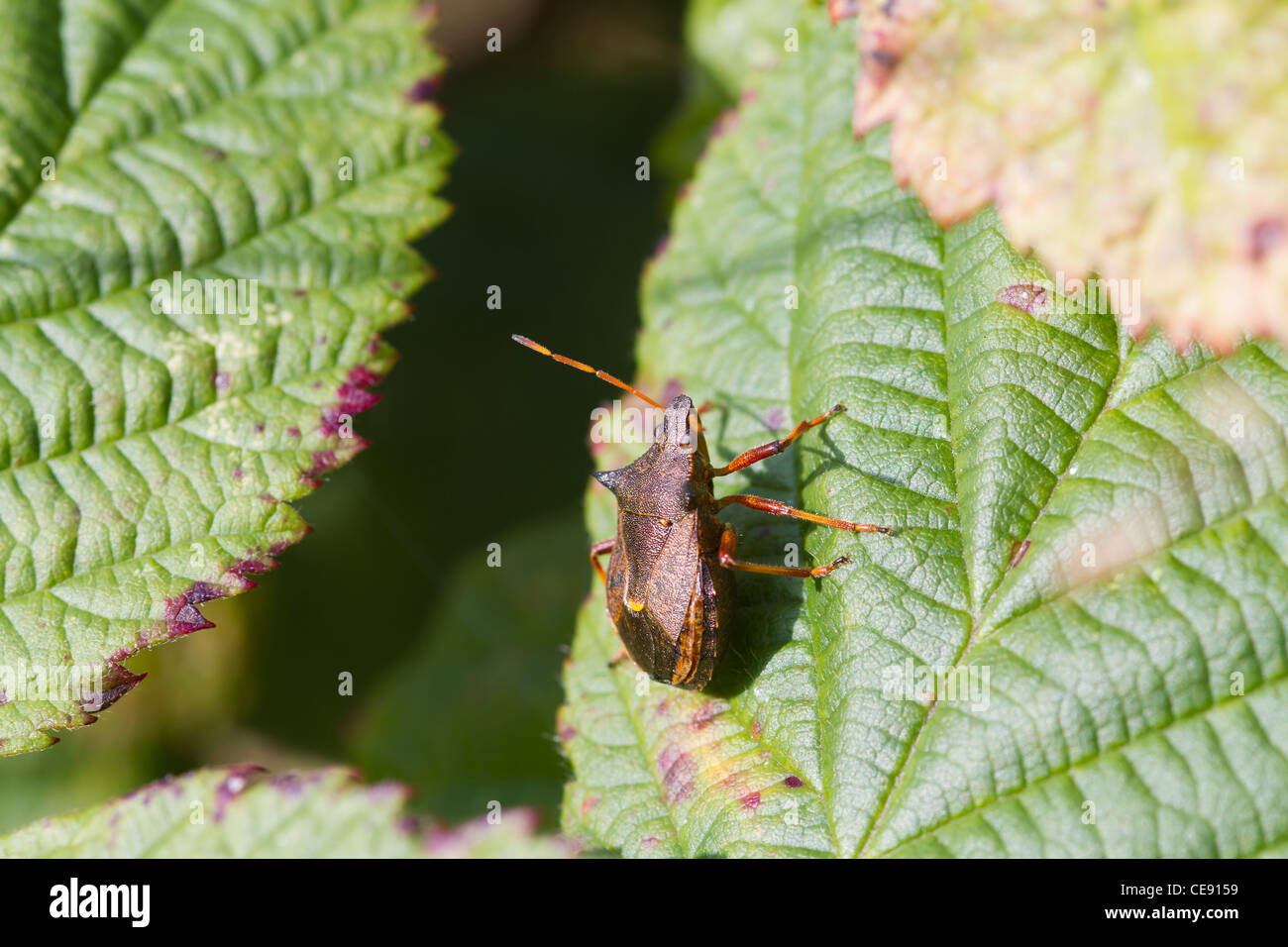 Pentatomidae beetle brown shield bugs hi-res stock photography and ...