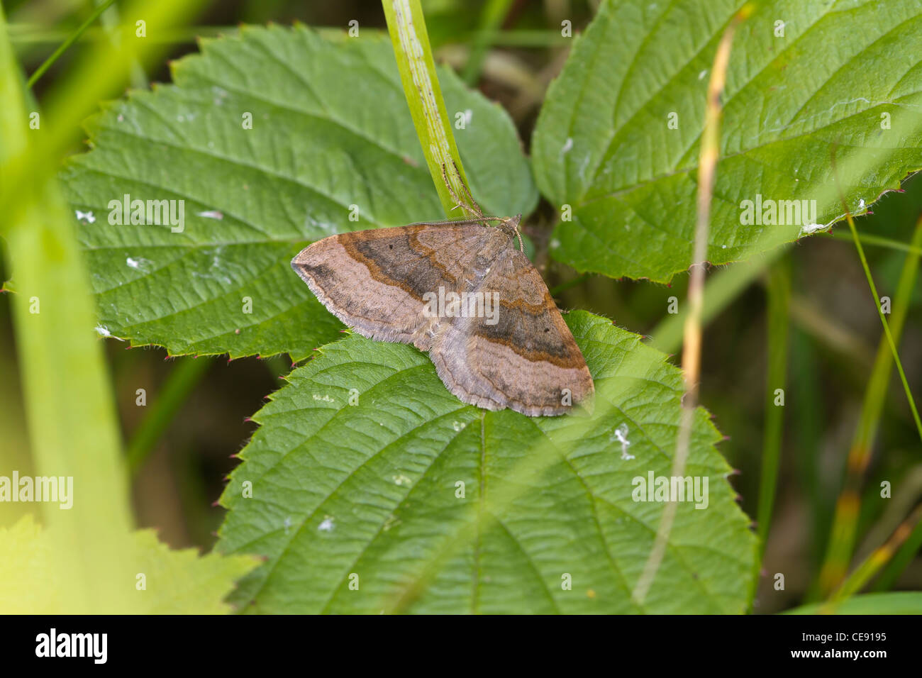 Beige insect hi-res stock photography and images - Alamy