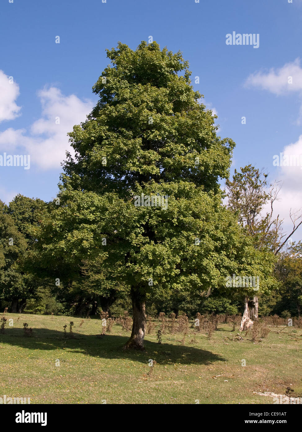 Field maple tree, Acer campestre, vertical portrait in full leaf during ...