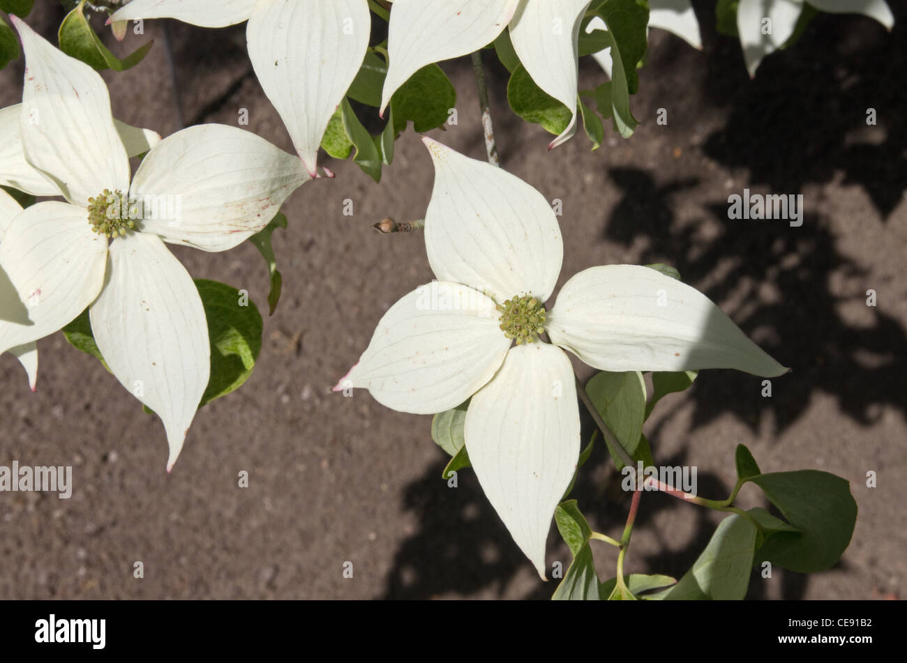 Cornus Kousa variety Chinensis "Milky Way Stock Photo - Alamy