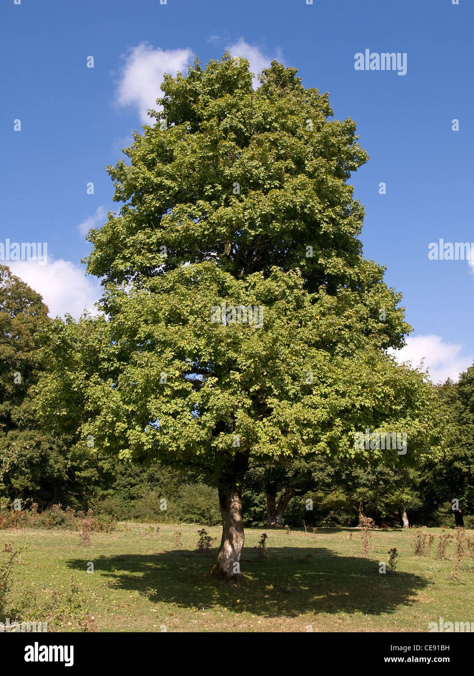 Field maple tree, Acer campestre, vertical portrait in full leaf during ...