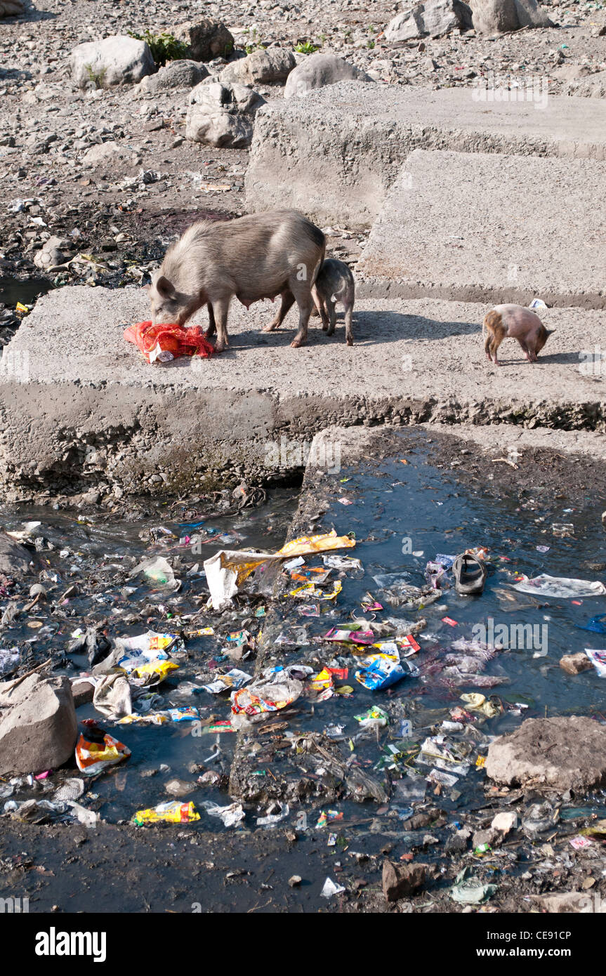 Pigs rummaging through open sewers that come from nearby dwellings ...