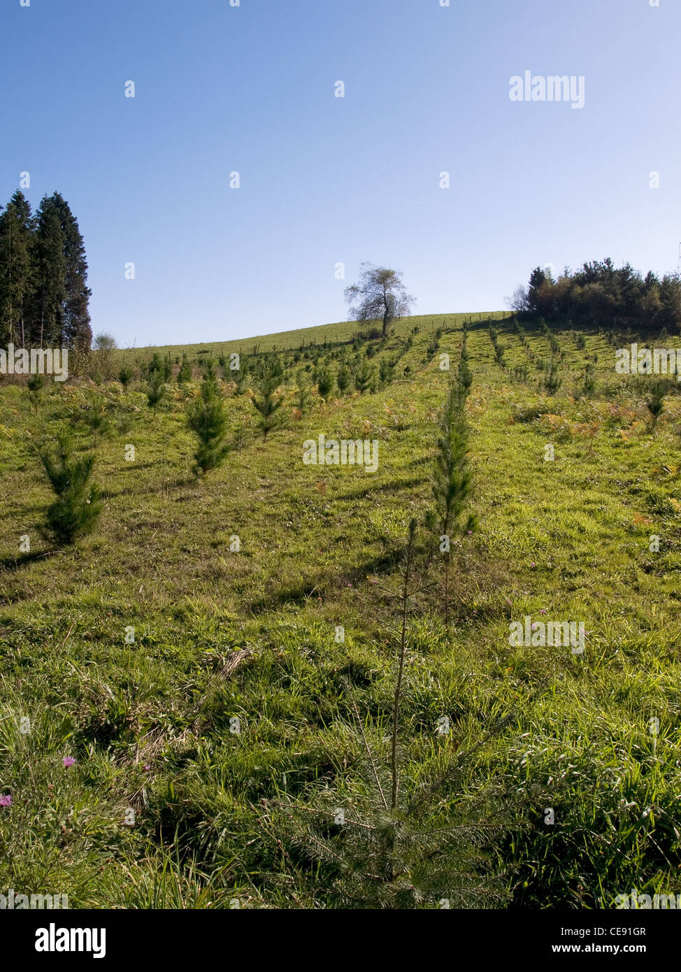 Young Tree Plantation of Pinus radiata Stock Photo - Alamy