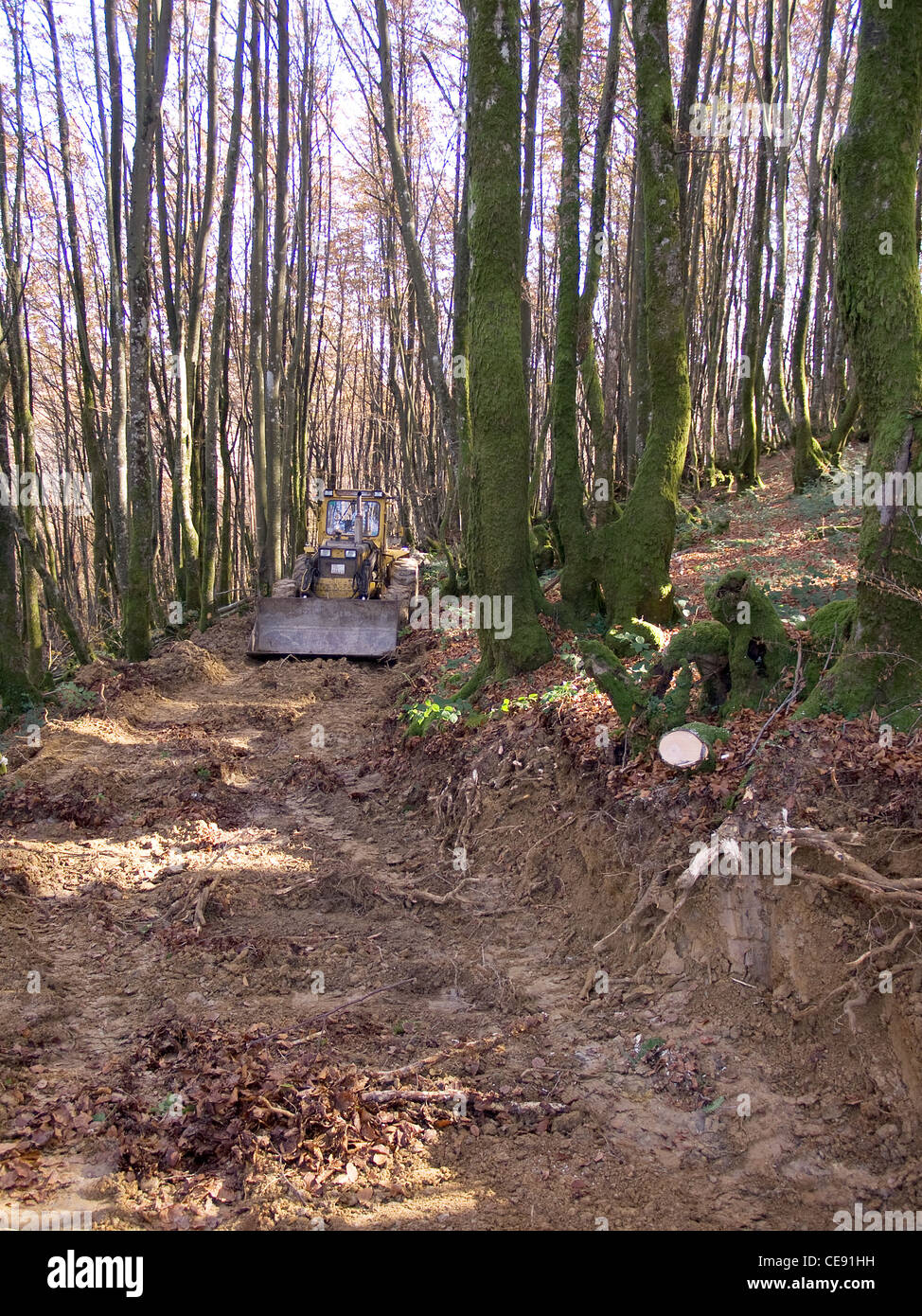 Environmental impact in beech forest. Habitat Fragmentation and lost of ...